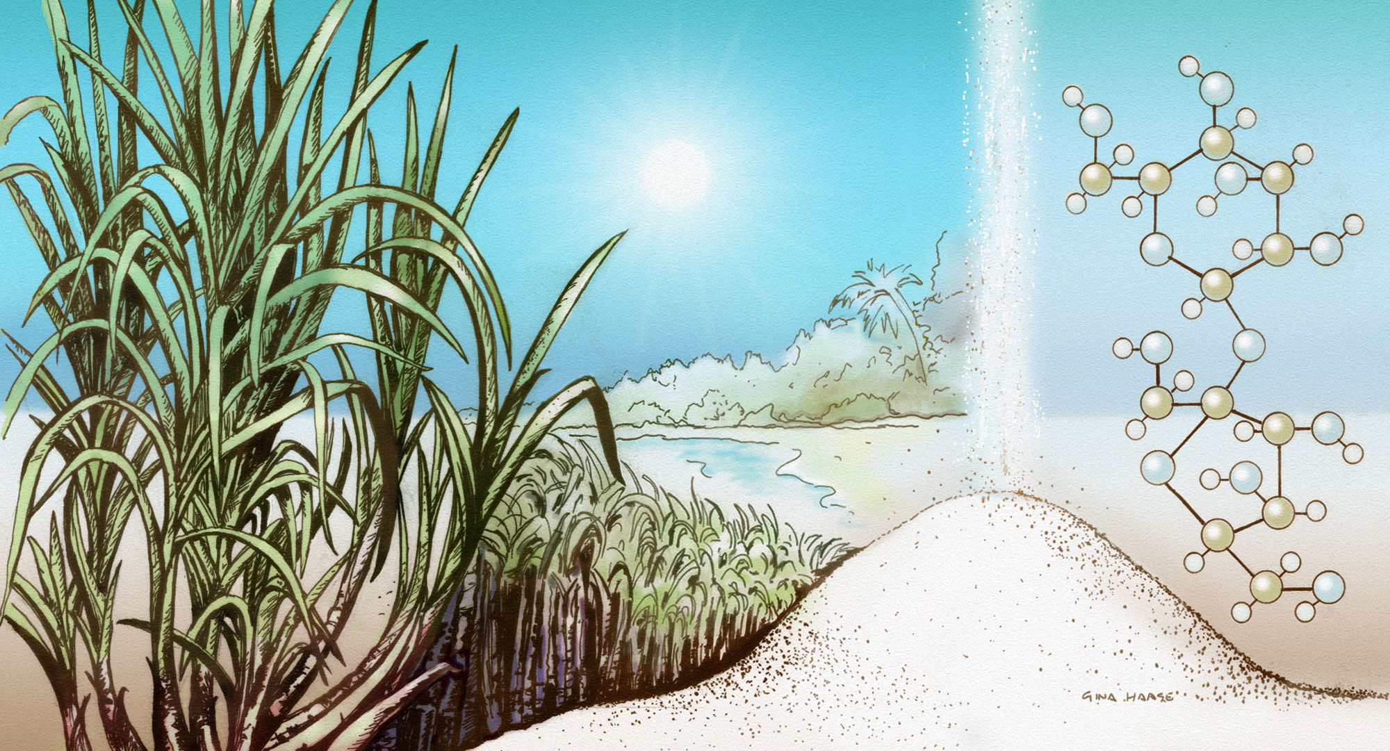 Sugar: A Practical Guide – The Rum Reader